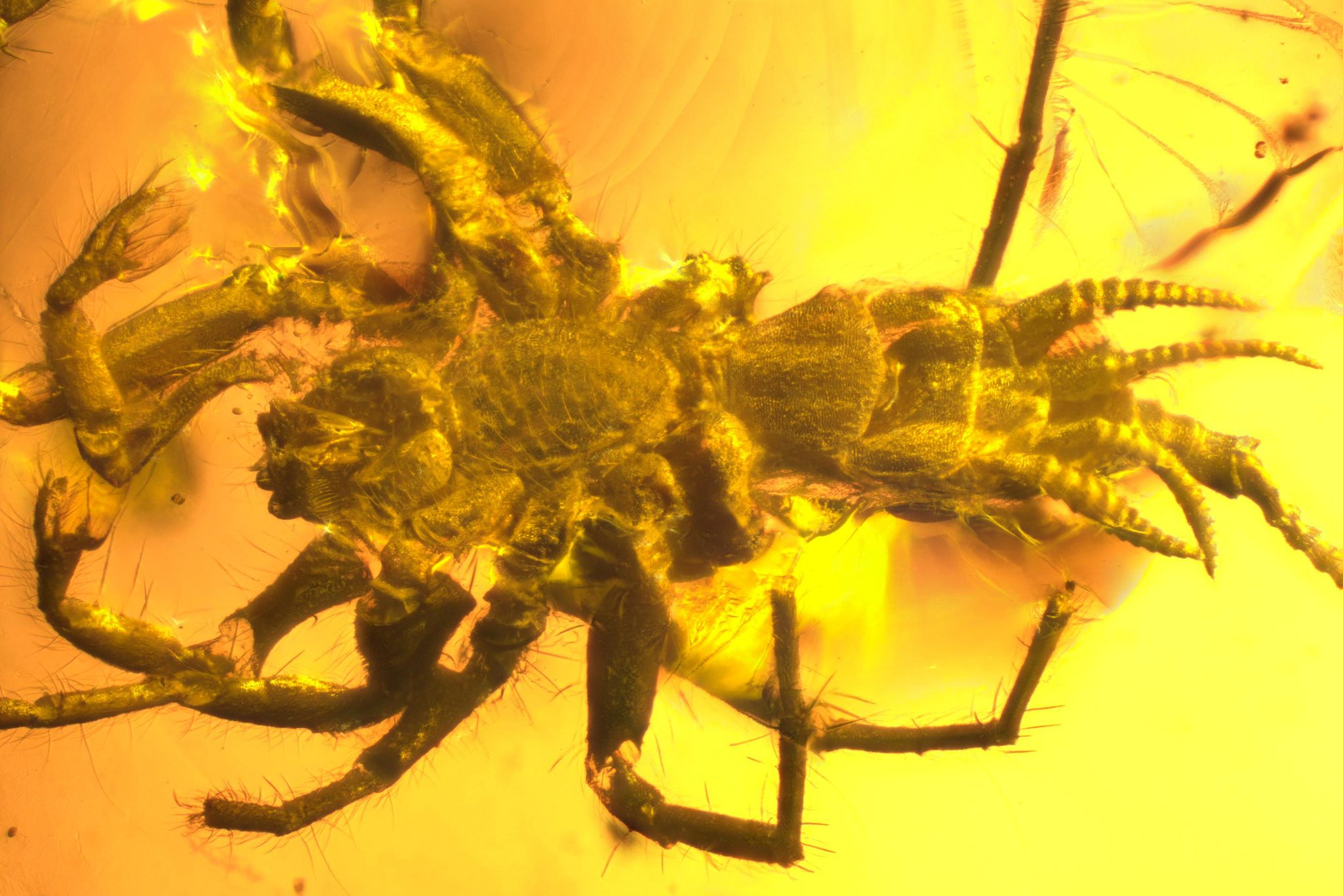 Prehistoric spider-like arachnid found preserved in amber, and it even ... Prehistoric spider-like arachnid found preserved in amber, and it even ...