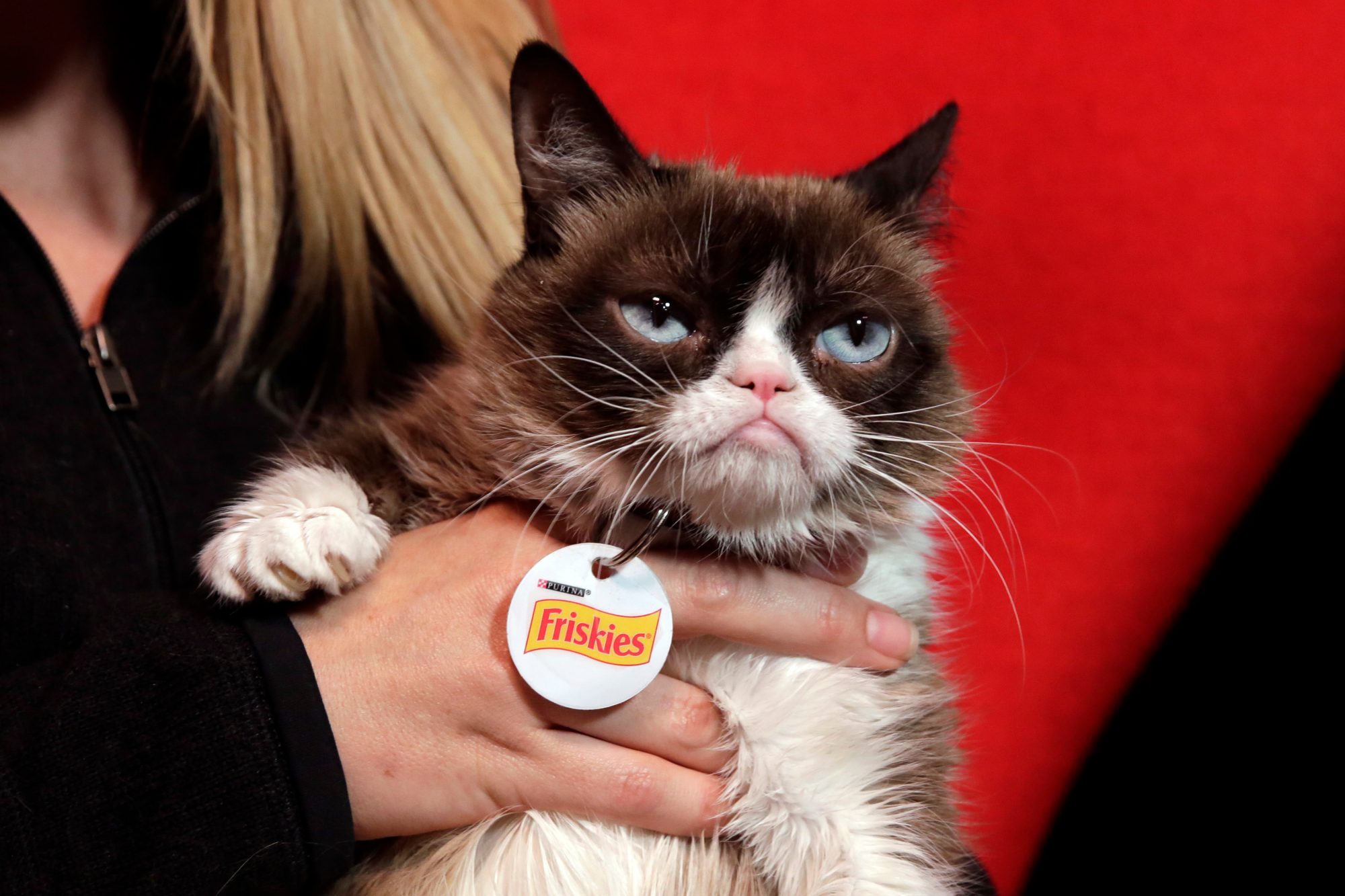 Grumpy Cat Has Died And The Internet Isnt Taking It Well